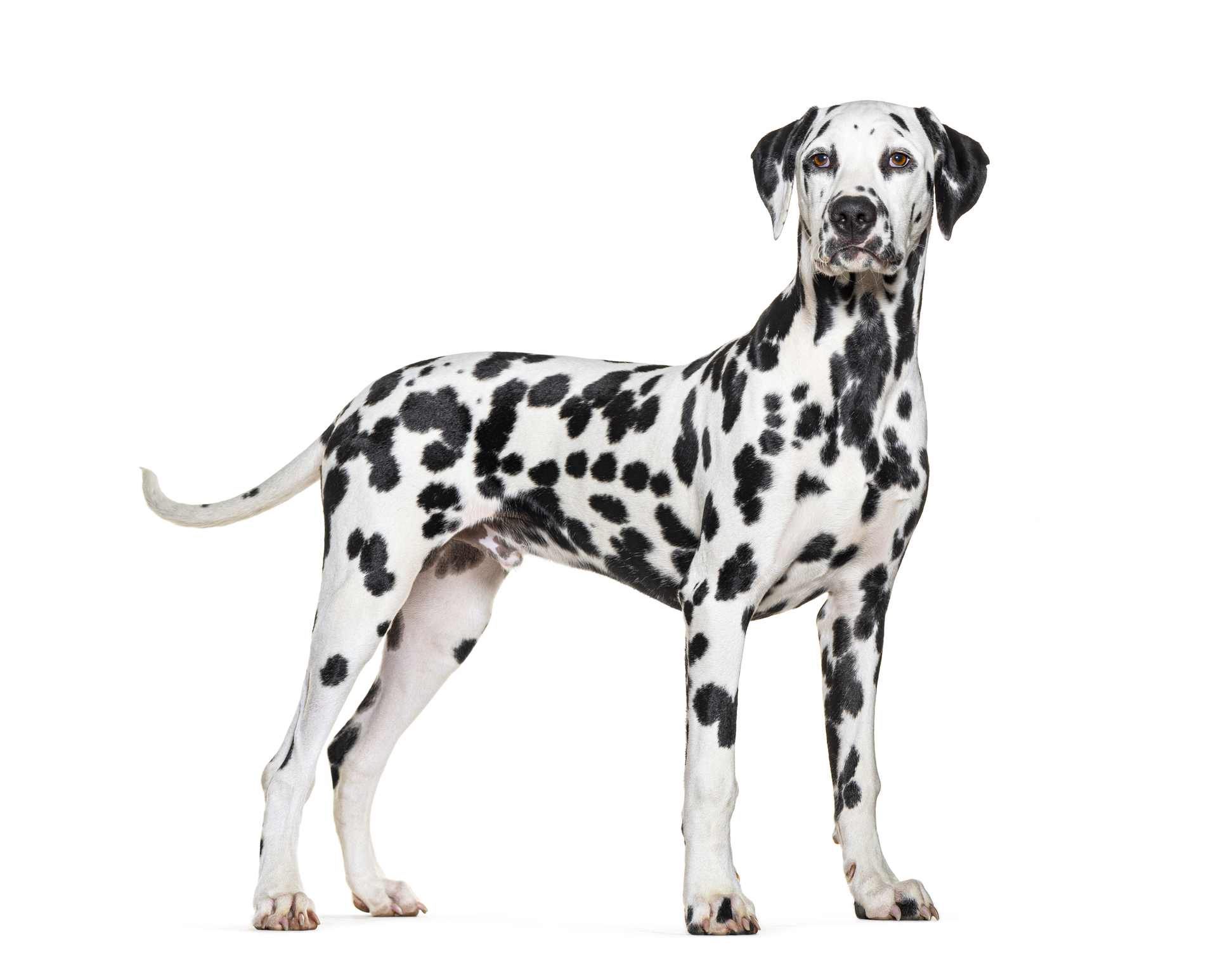 DALMATIEN