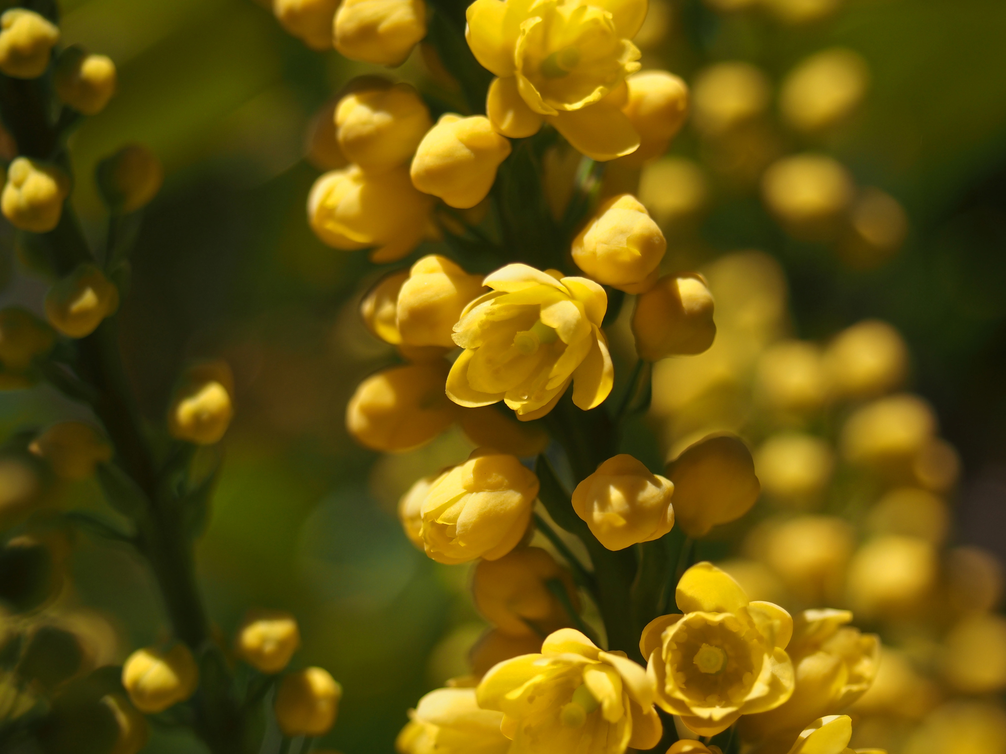 FLEURIR SON JARDIN APRÈS LES FÊTES