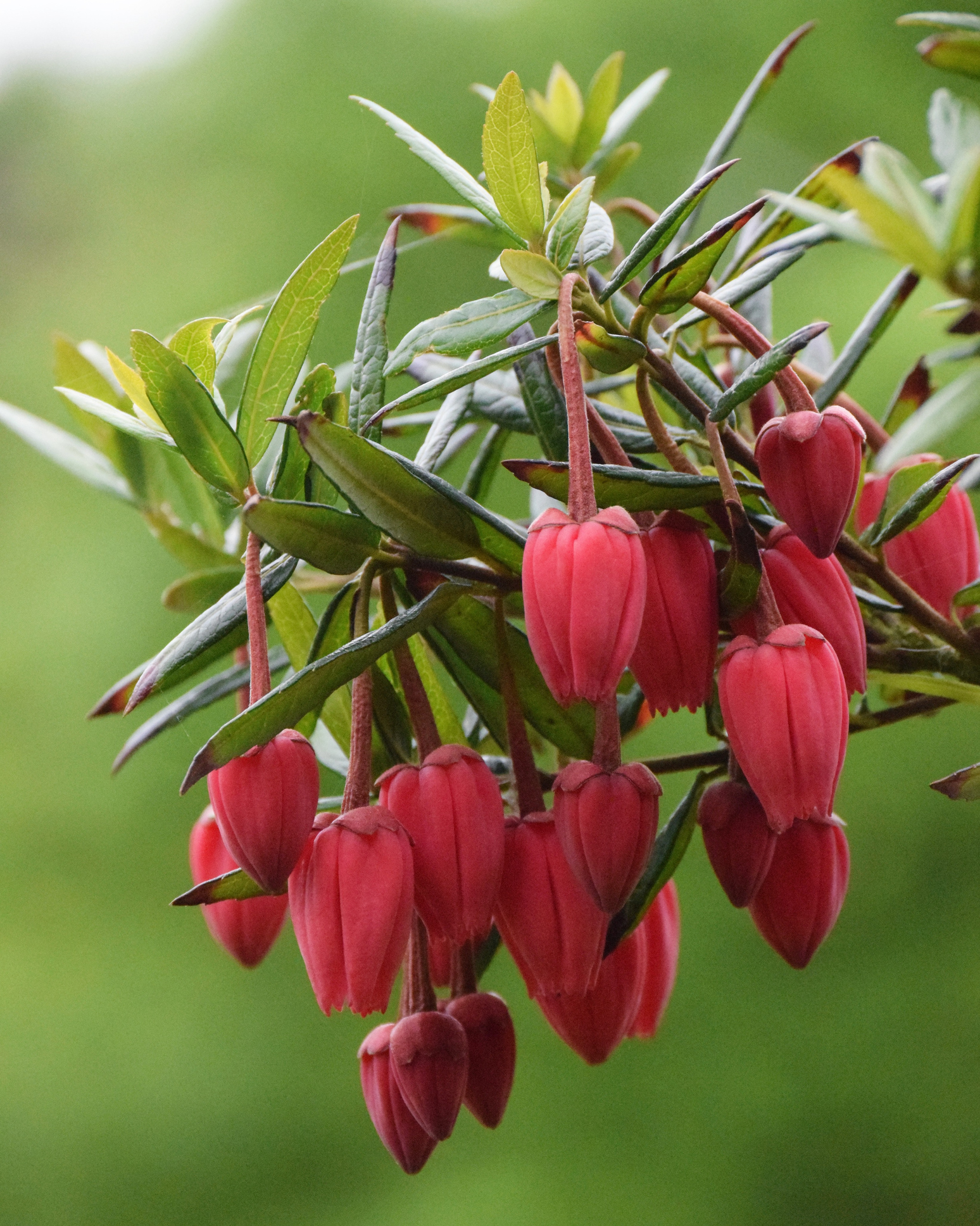 L’ARBRE AUX LANTERNES : CRINODENDRON