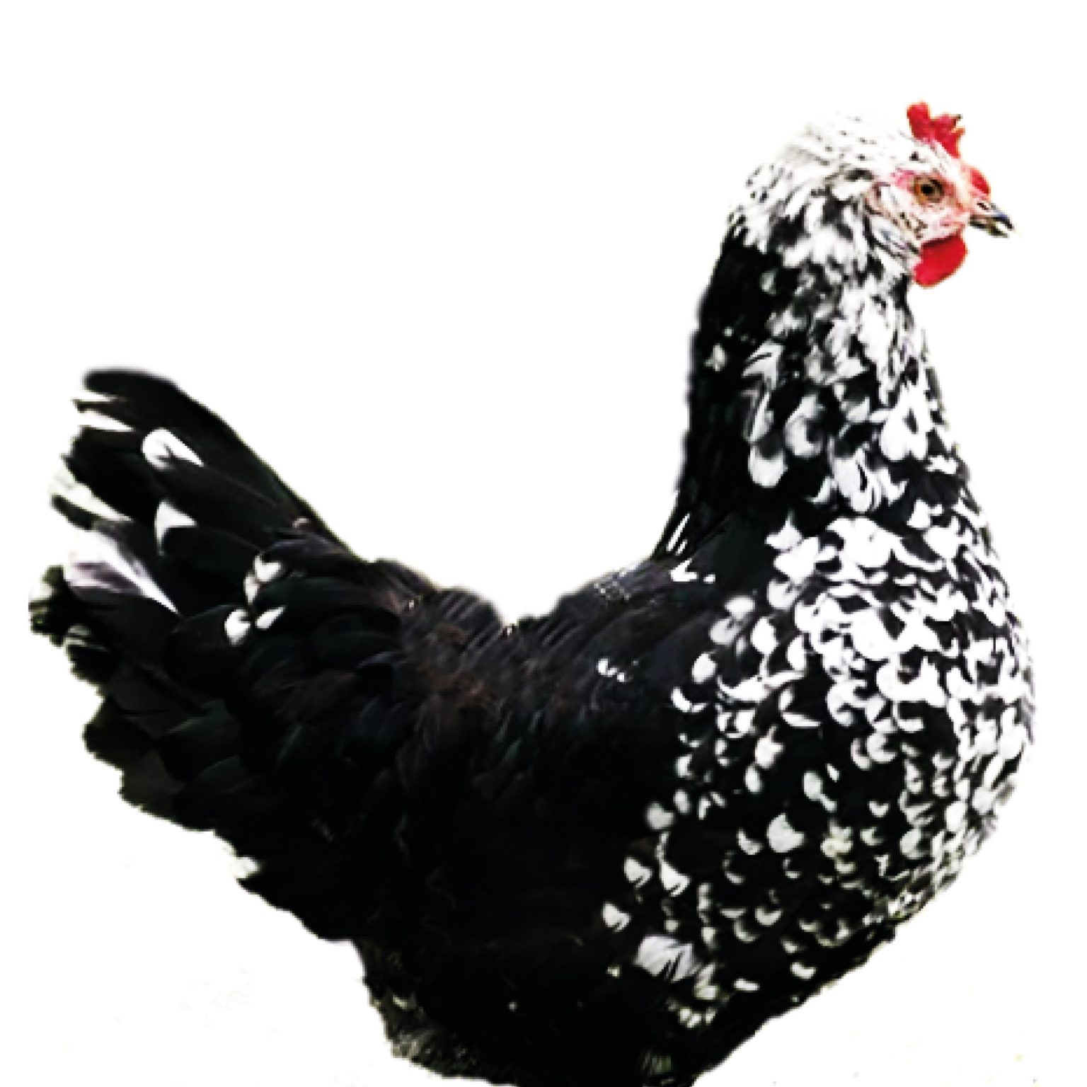 LES 10 MEILLEURES RACES DE POULES PONDEUSES