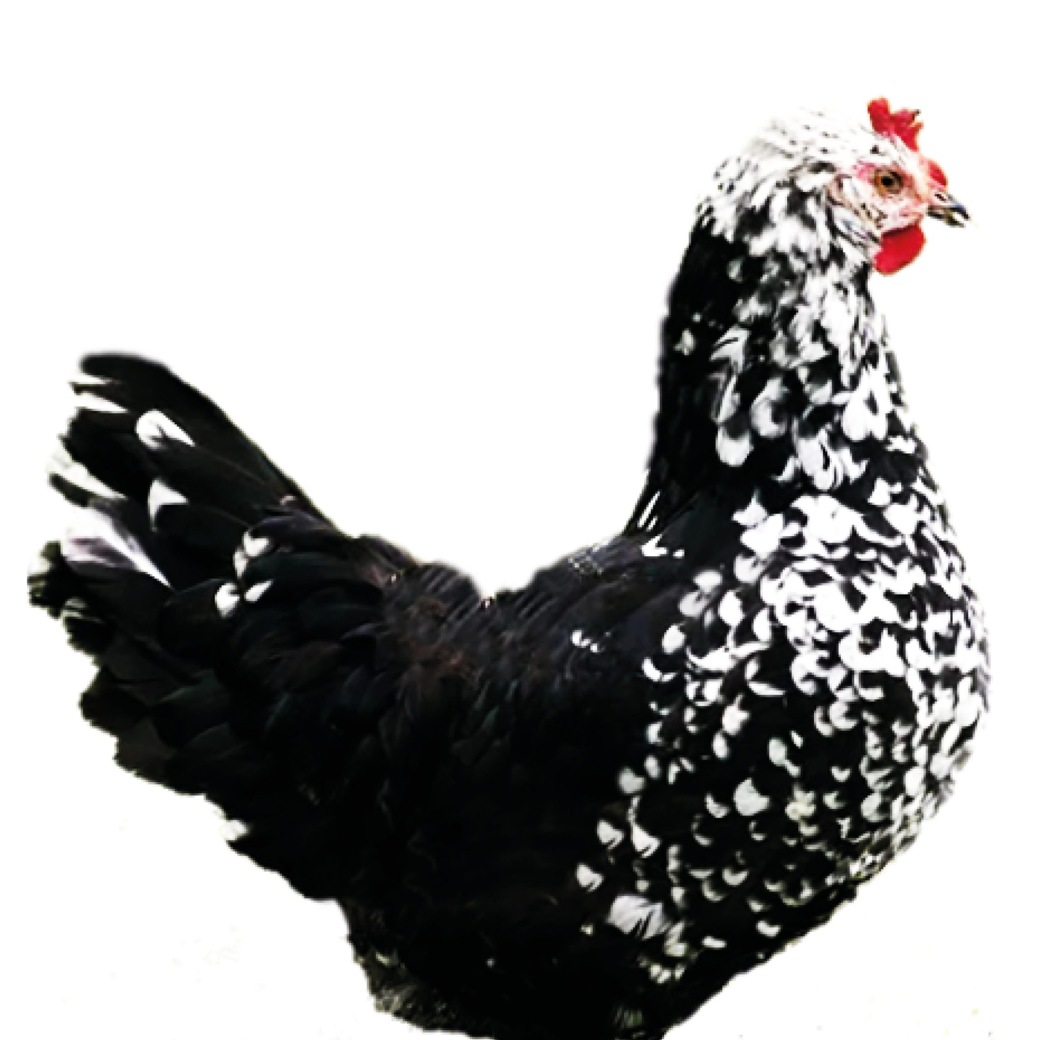 LES 10 MEILLEURES RACES DE POULES PONDEUSES
