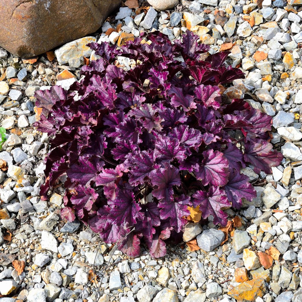 DIX PLANTES POUR UN JARDIN VIOLET