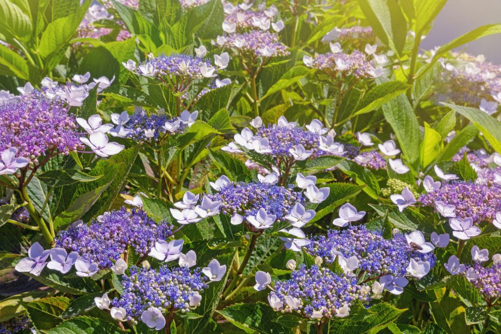 DIX PLANTES POUR UN JARDIN VIOLET