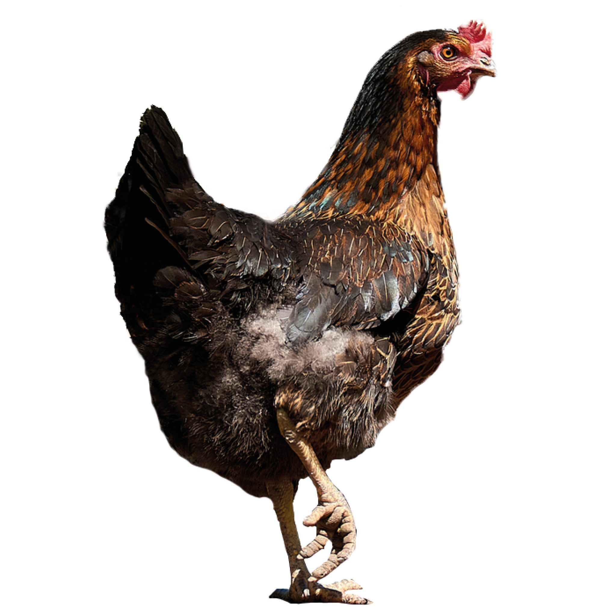 LES 10 MEILLEURES RACES DE POULES PONDEUSES