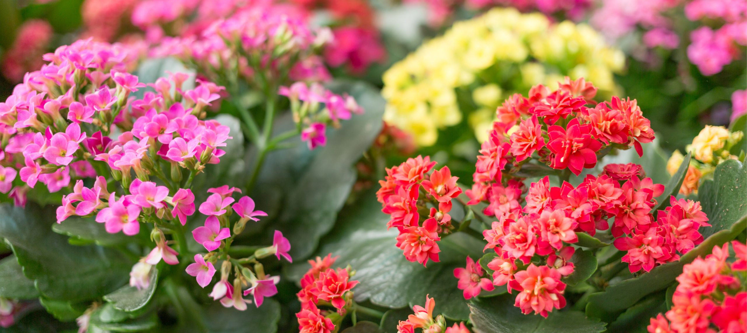 Kalanchoe Fr Draussen