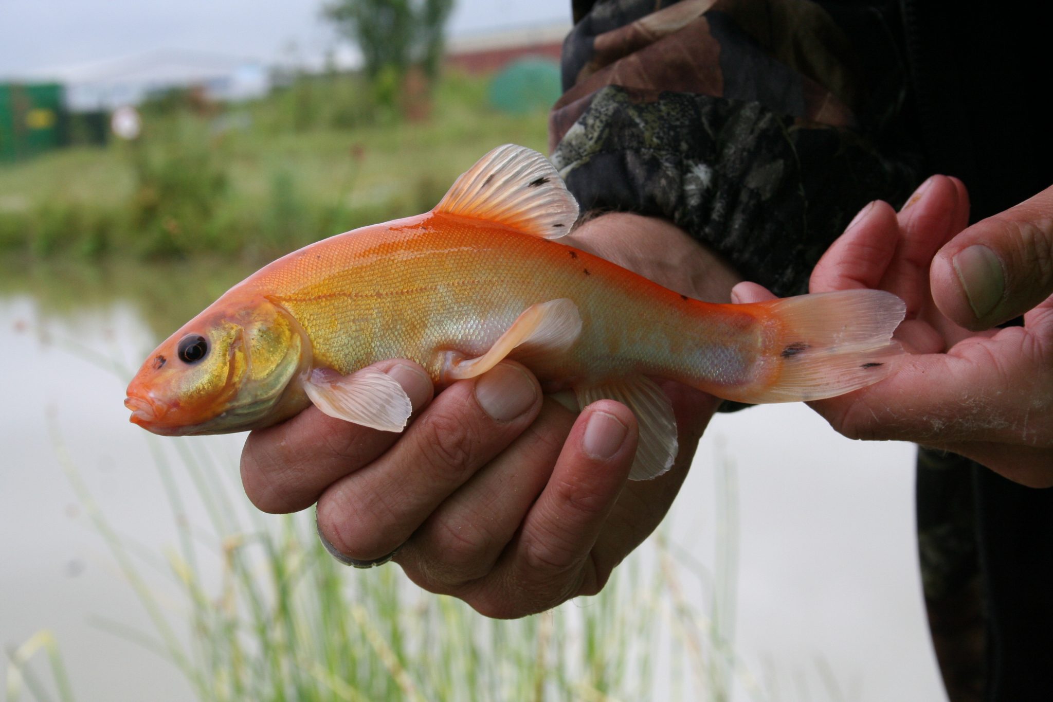 UN BASSIN DE POISSONS DANS SON JARDIN