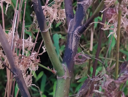 LA CONCEPTION D’UN RUISSEAU, D’UNE CASCADE OU D’UN DEBORDEMENT