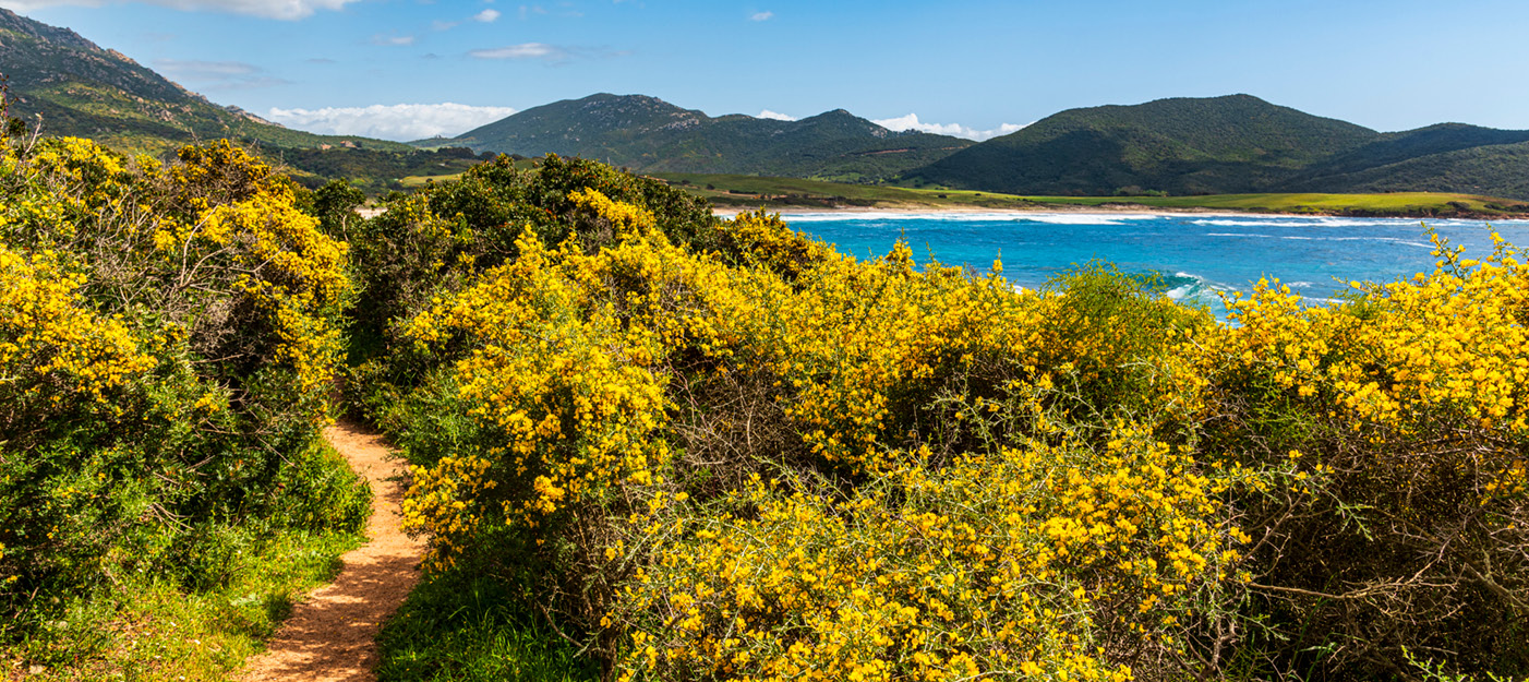 LE GENET DES CANARIES