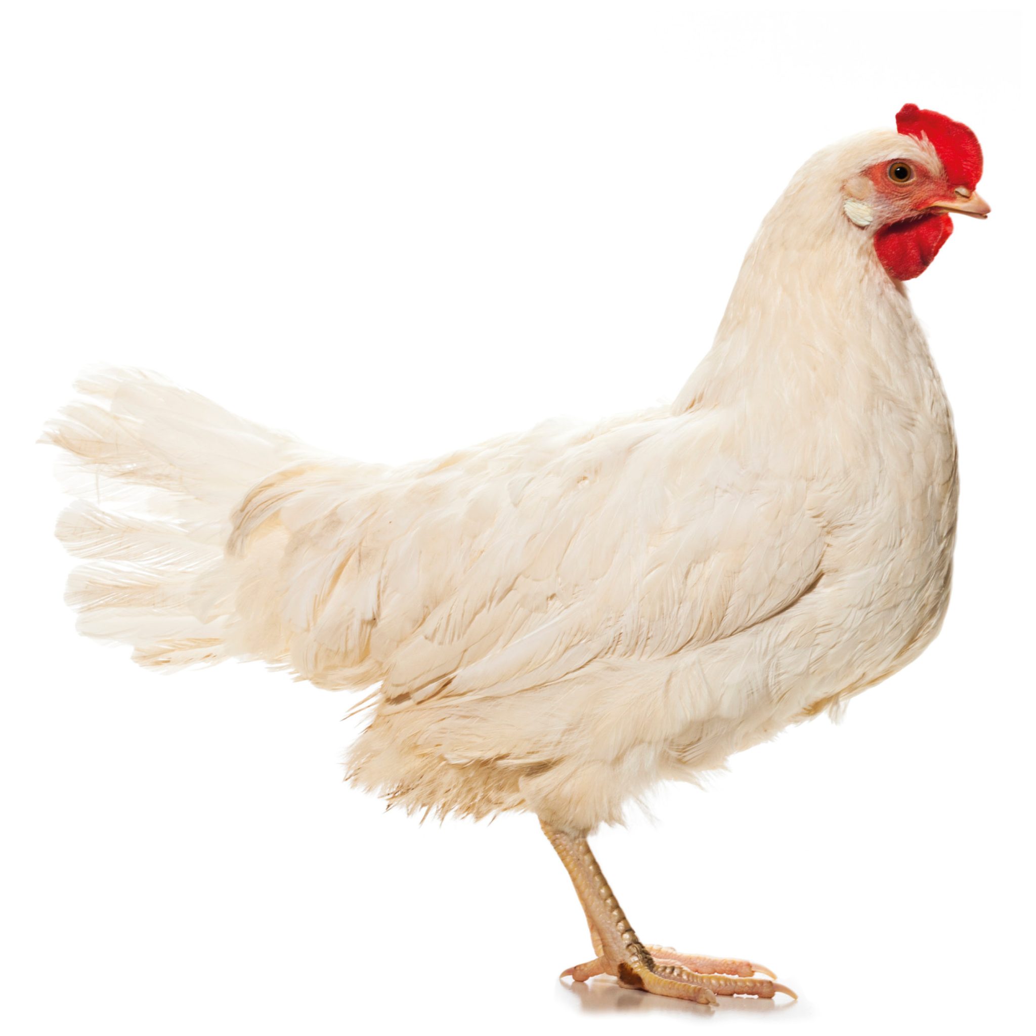 LES 10 MEILLEURES RACES DE POULES PONDEUSES