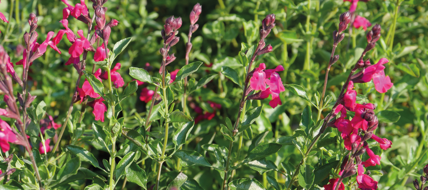 LES SAUGES ARBUSTIVES