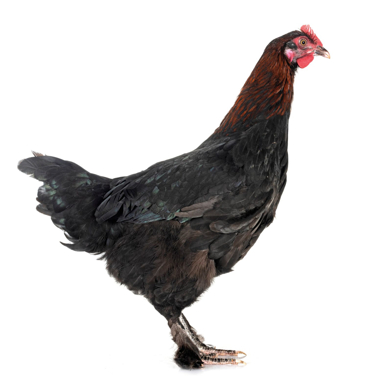 LES 10 MEILLEURES RACES DE POULES PONDEUSES