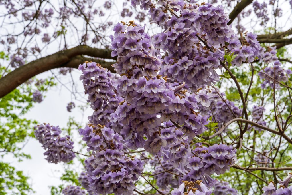 DIX PLANTES POUR UN JARDIN VIOLET