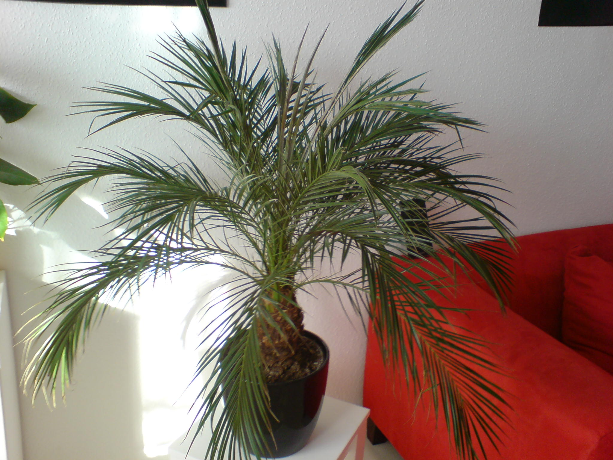 LA PHOENIX ROEBELENII