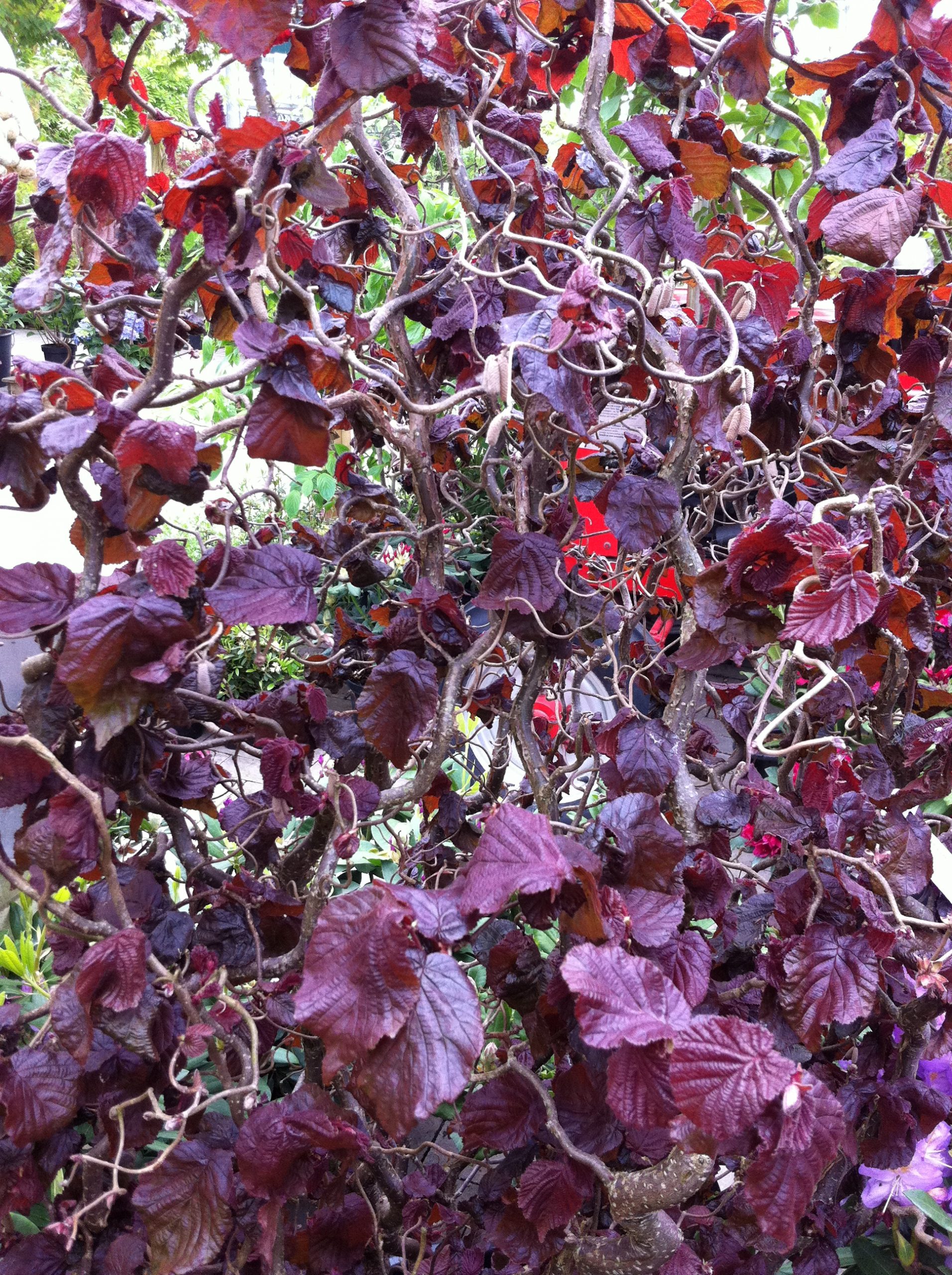 DIX PLANTES À FEUILLAGE POURPRE