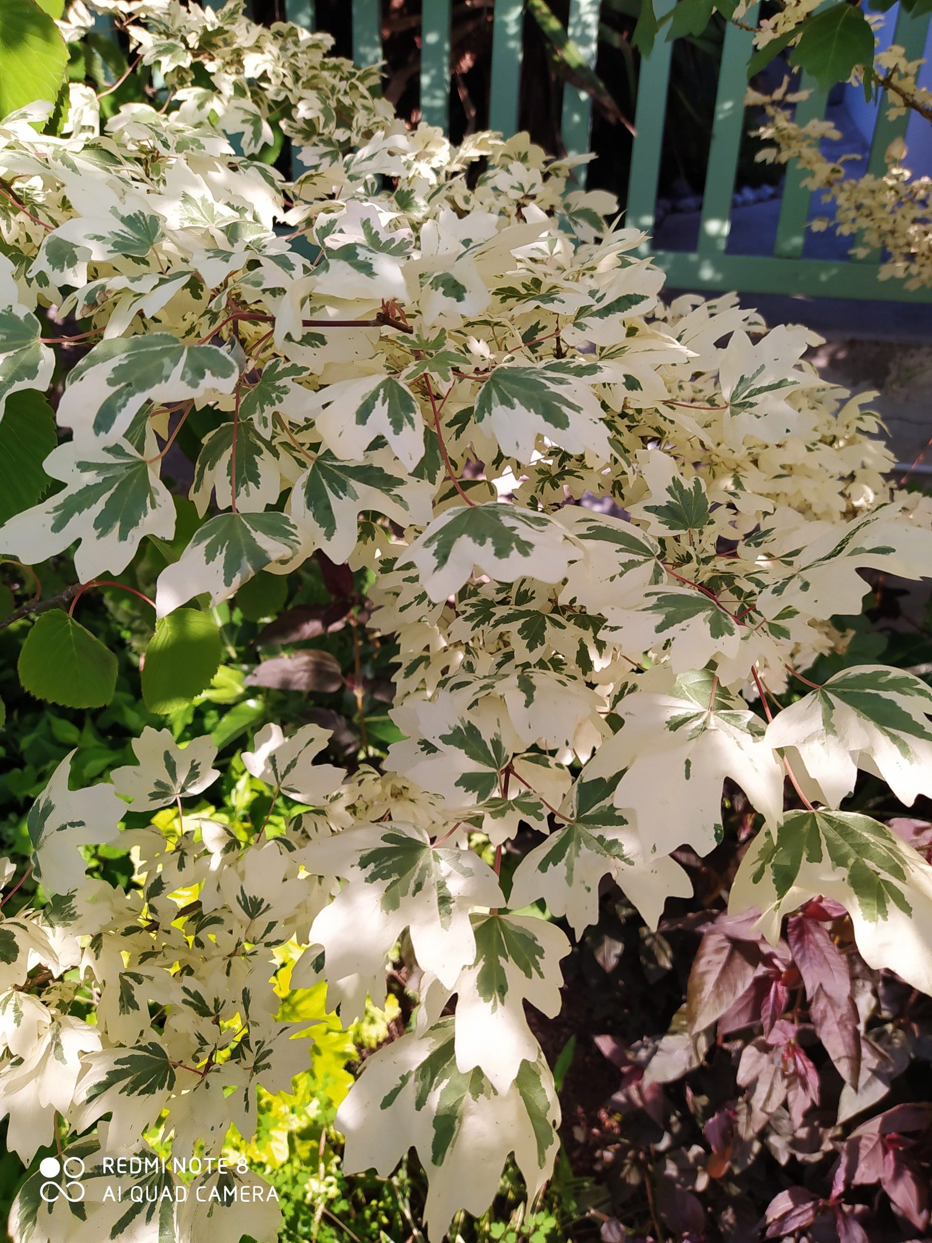 DIX PLANTES À FEUILLAGE PANACHÉ BLANC