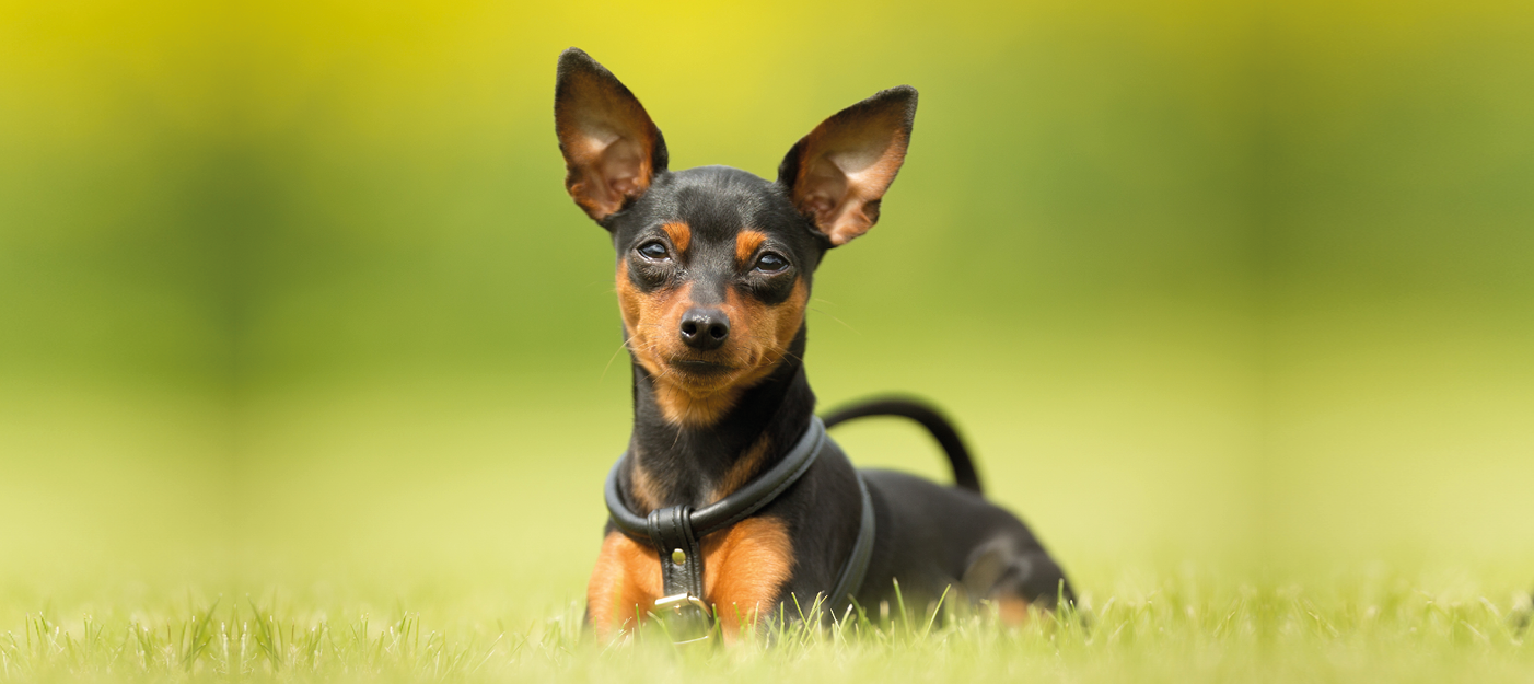 PINSCHER NAIN