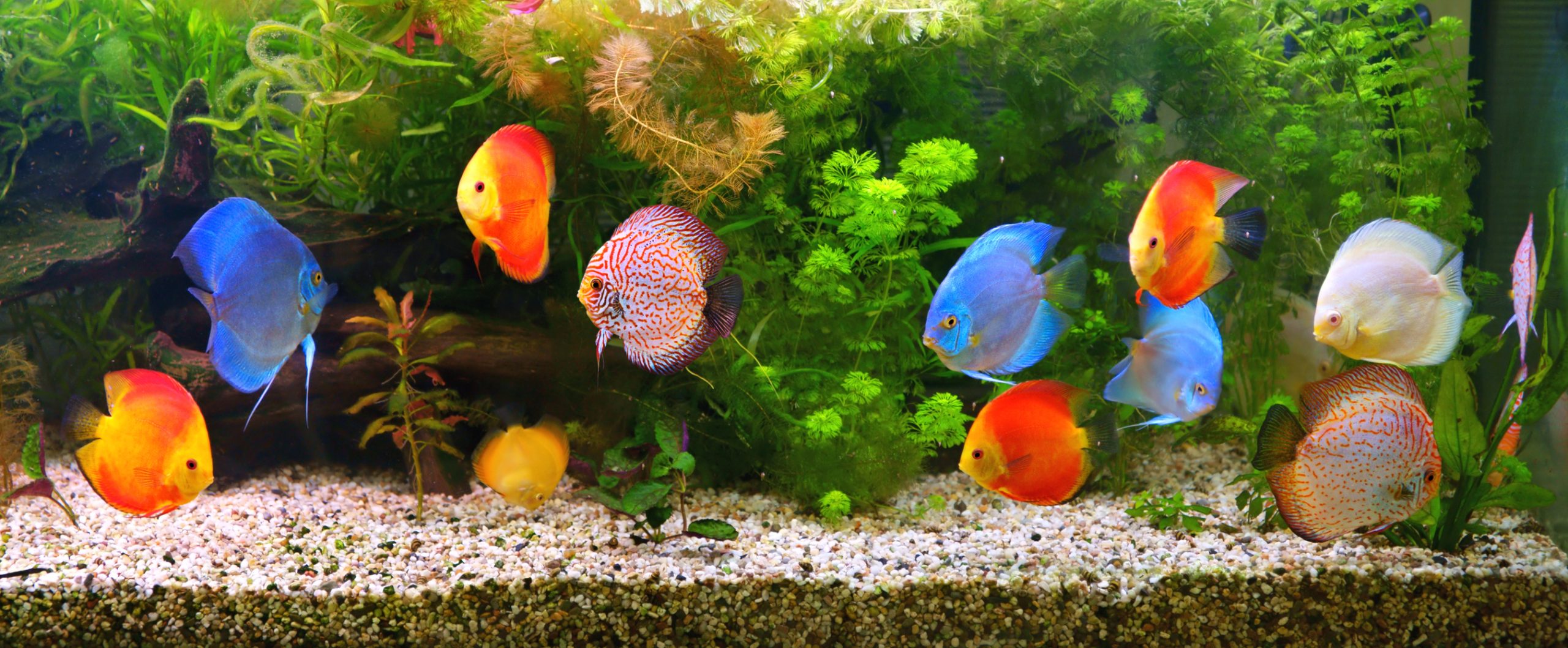 LE DISCUS