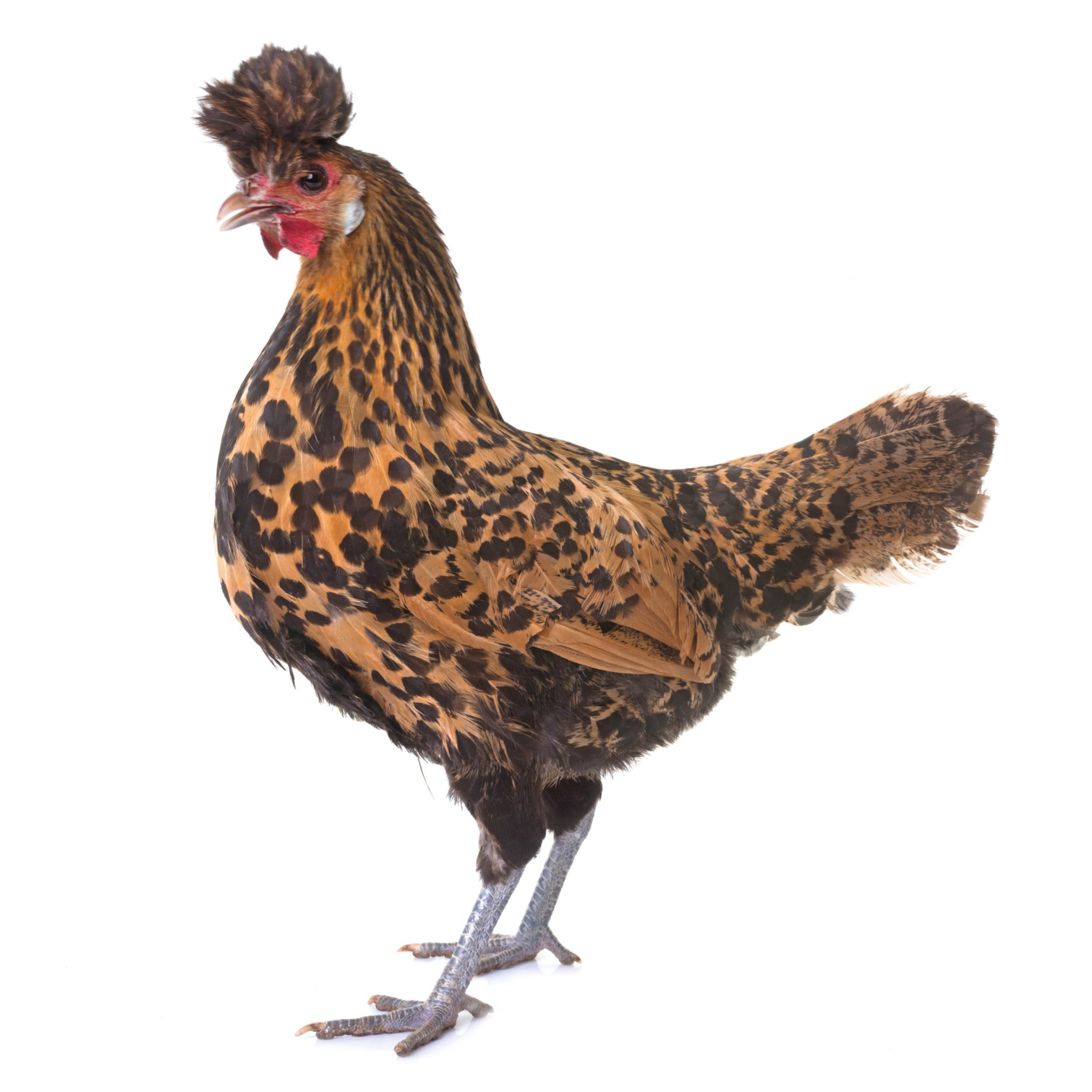 LES 10 PLUS BELLES RACES DE POULES D'ORNEMENT
