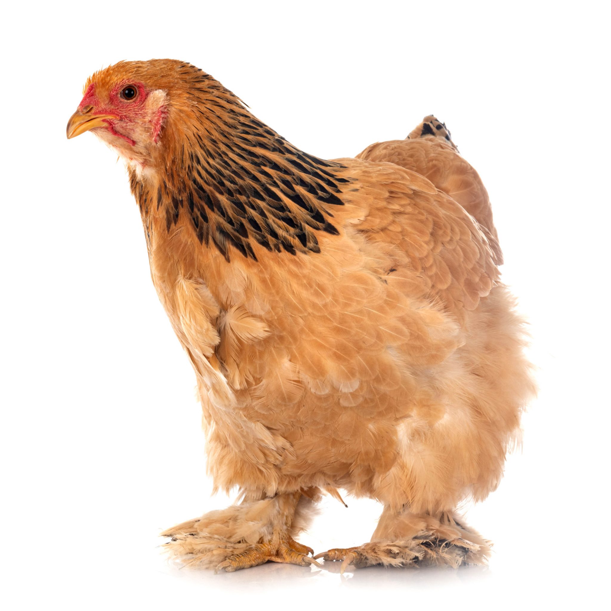 LES 10 PLUS BELLES RACES DE POULES D'ORNEMENT