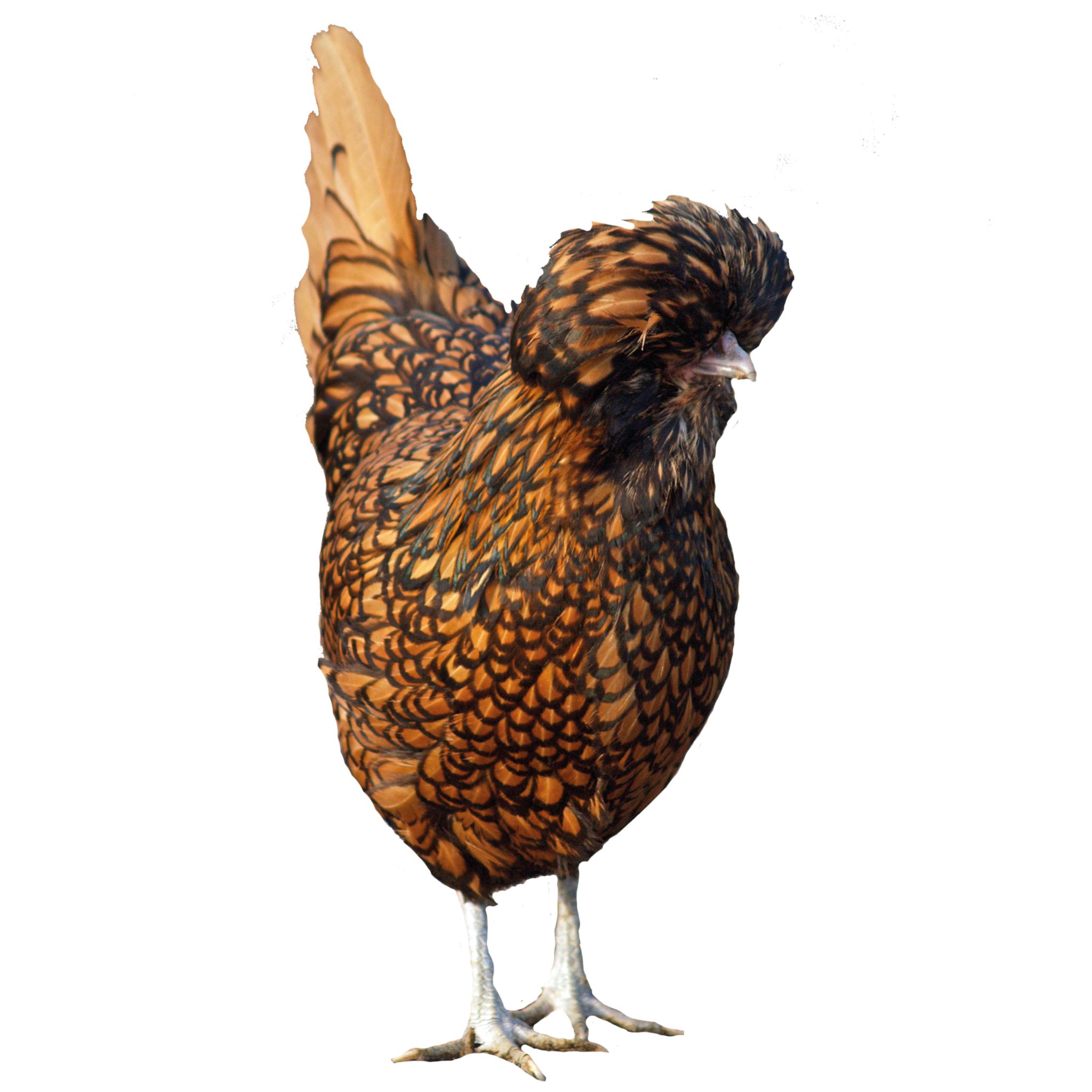 LES 10 PLUS BELLES RACES DE POULES D'ORNEMENT