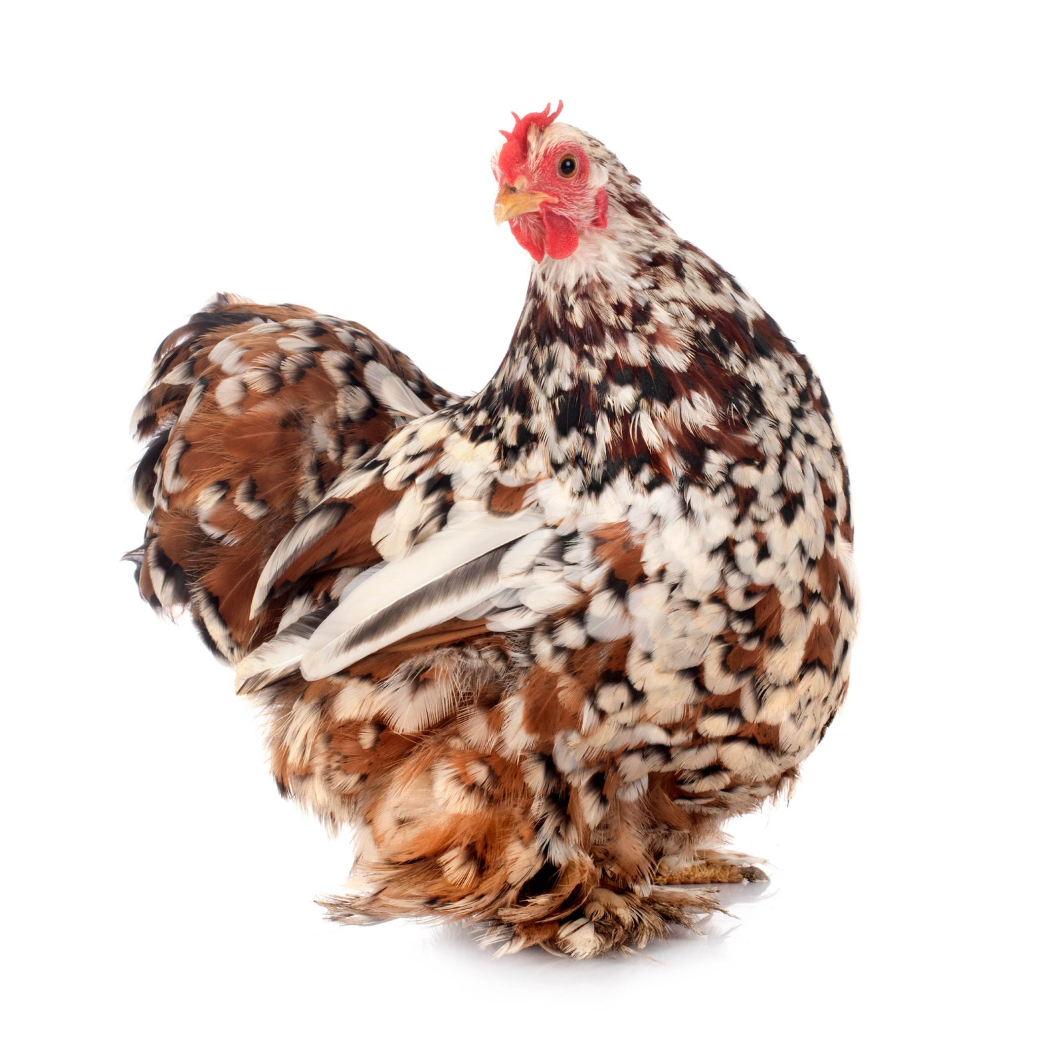 LES 10 PLUS BELLES RACES DE POULES D'ORNEMENT