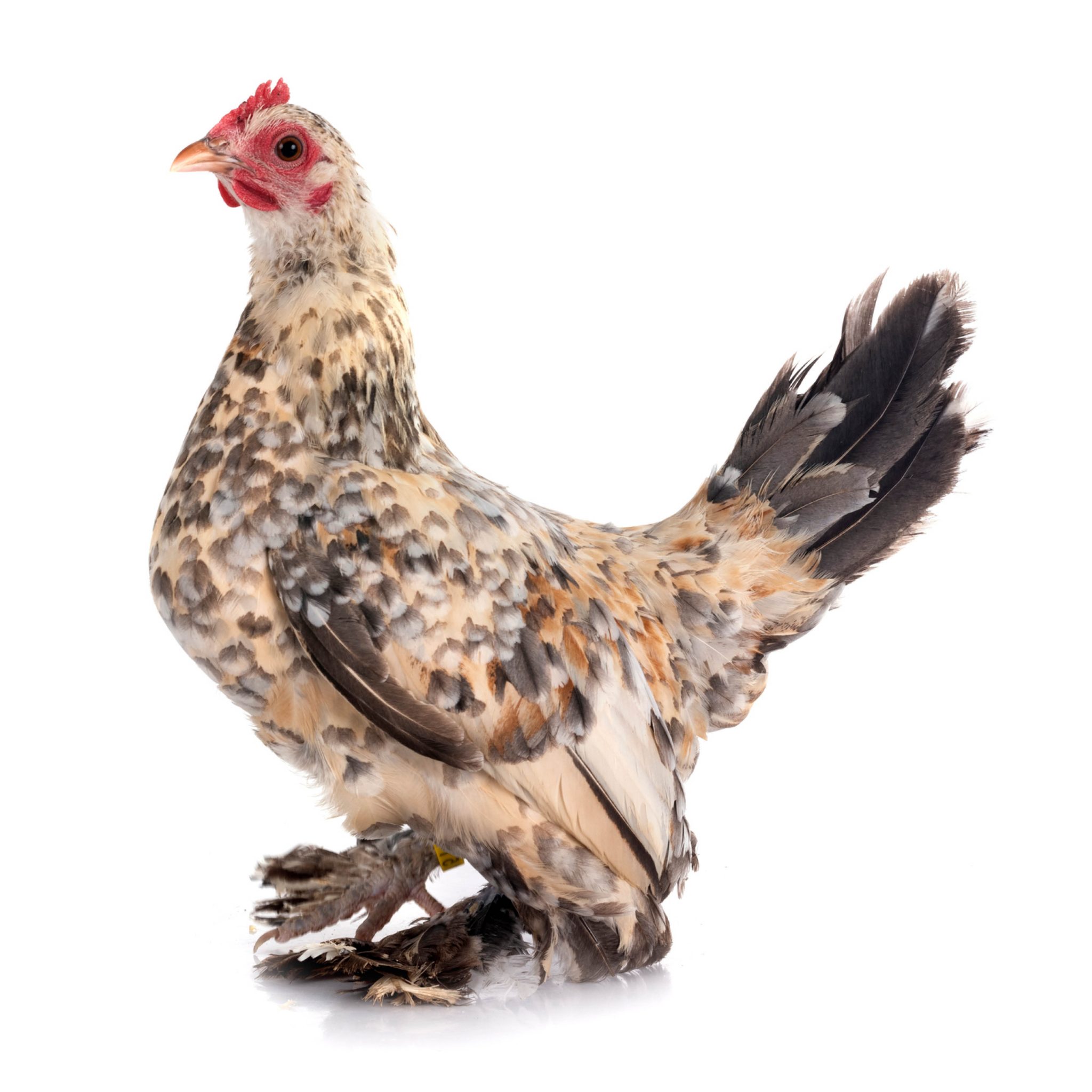 LES 10 PLUS BELLES RACES DE POULES D'ORNEMENT