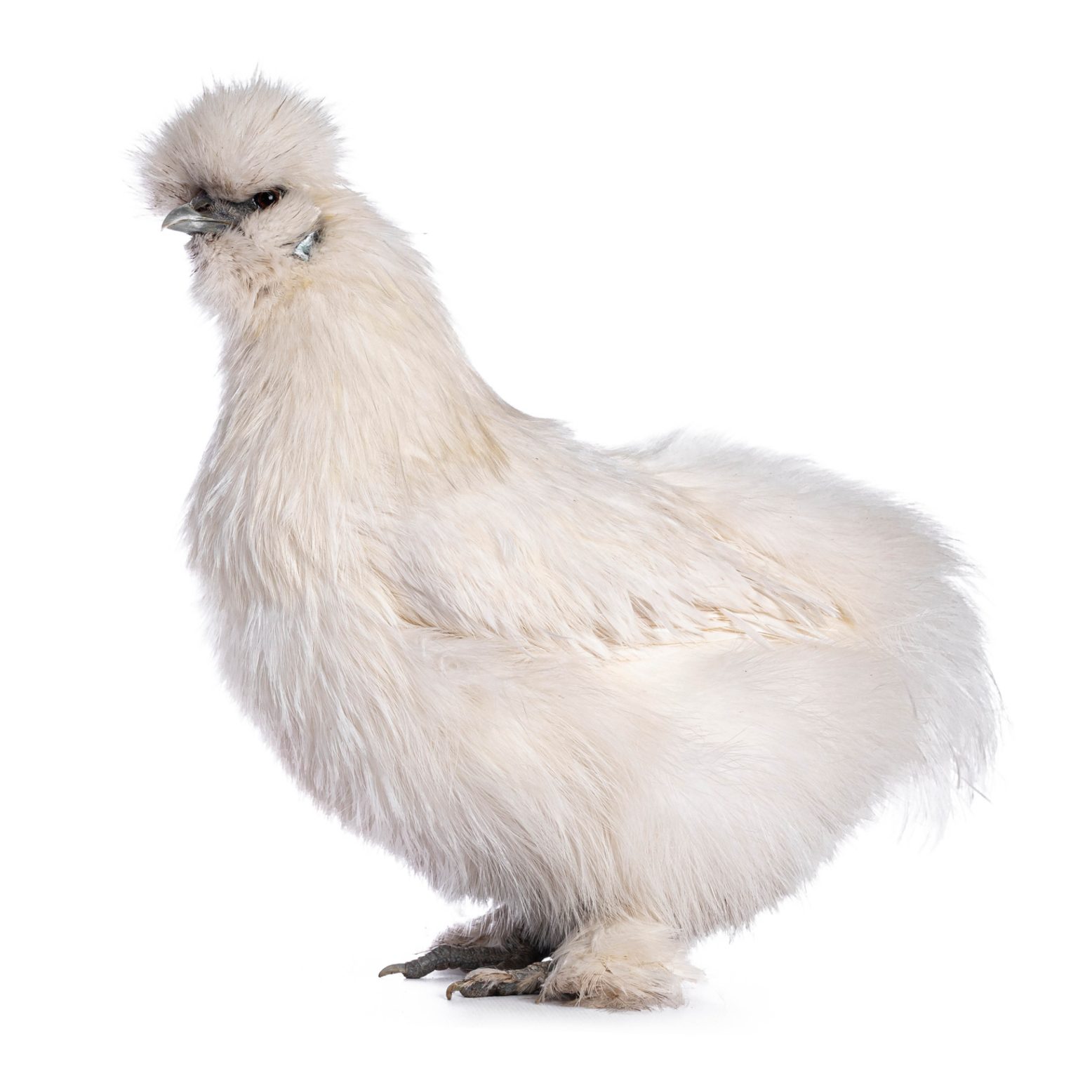 LES 10 PLUS BELLES RACES DE POULES D'ORNEMENT
