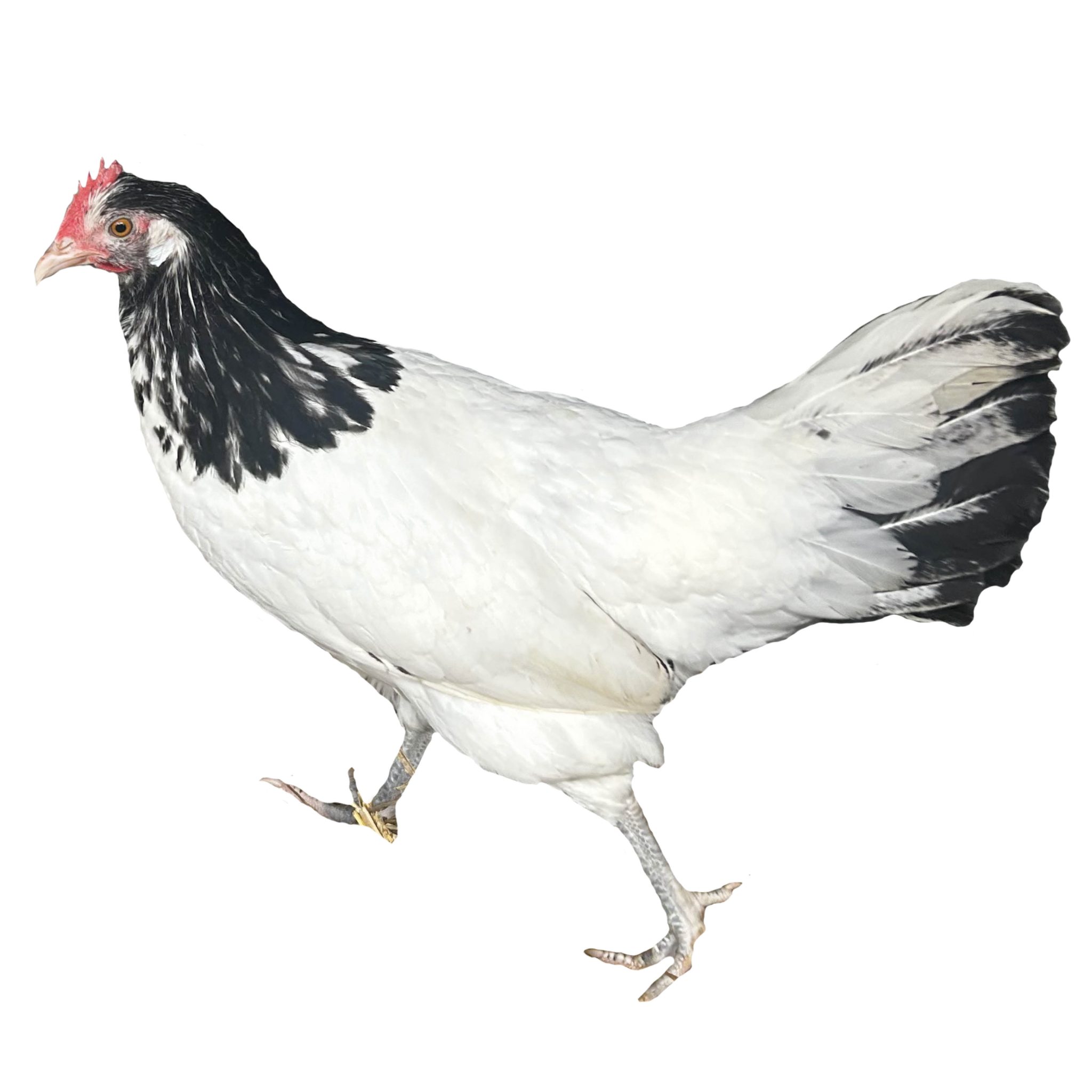 LES 10 PLUS BELLES RACES DE POULES D'ORNEMENT