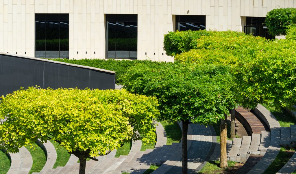 LES PLUS BEAUX ARBRES BOULES