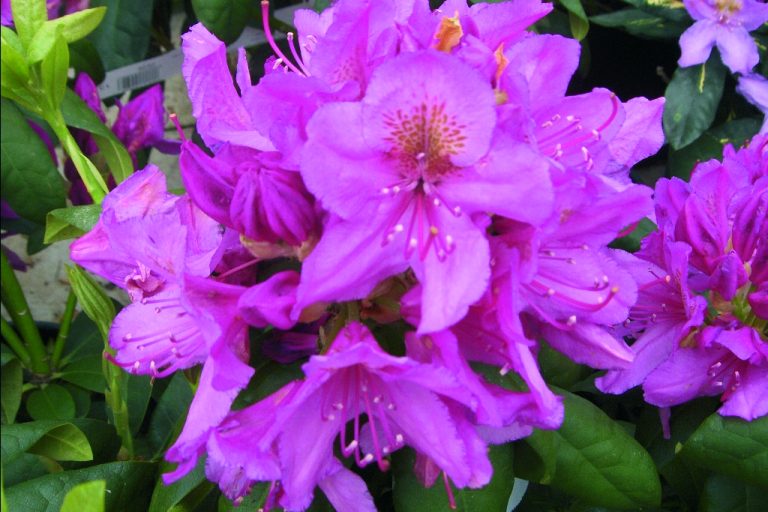 DIX PLANTES POUR UN JARDIN VIOLET