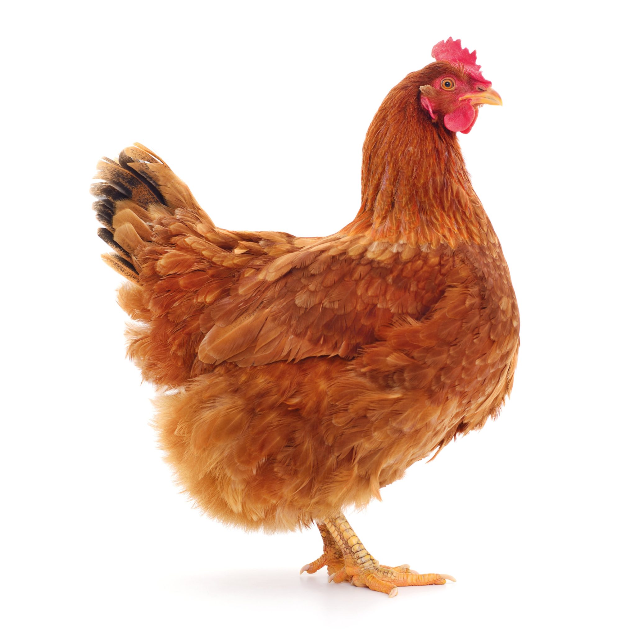 LES 10 MEILLEURES RACES DE POULES PONDEUSES