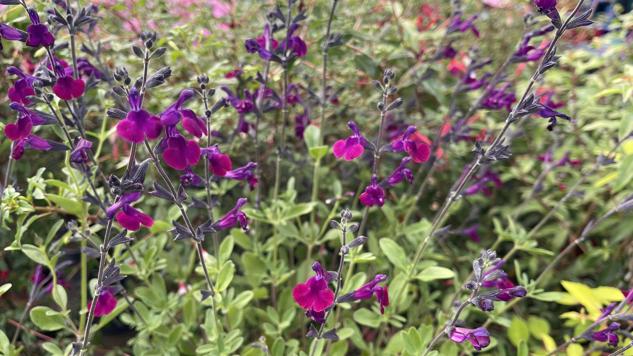 DIX PLANTES POUR UN JARDIN VIOLET