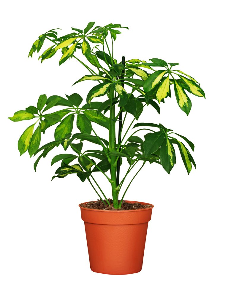 LE SCHEFFLERA