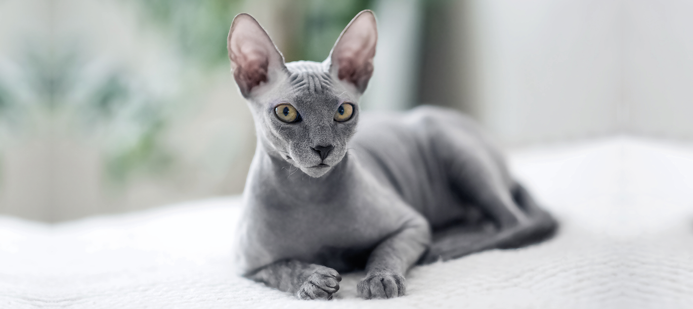 LE SPHYNX
