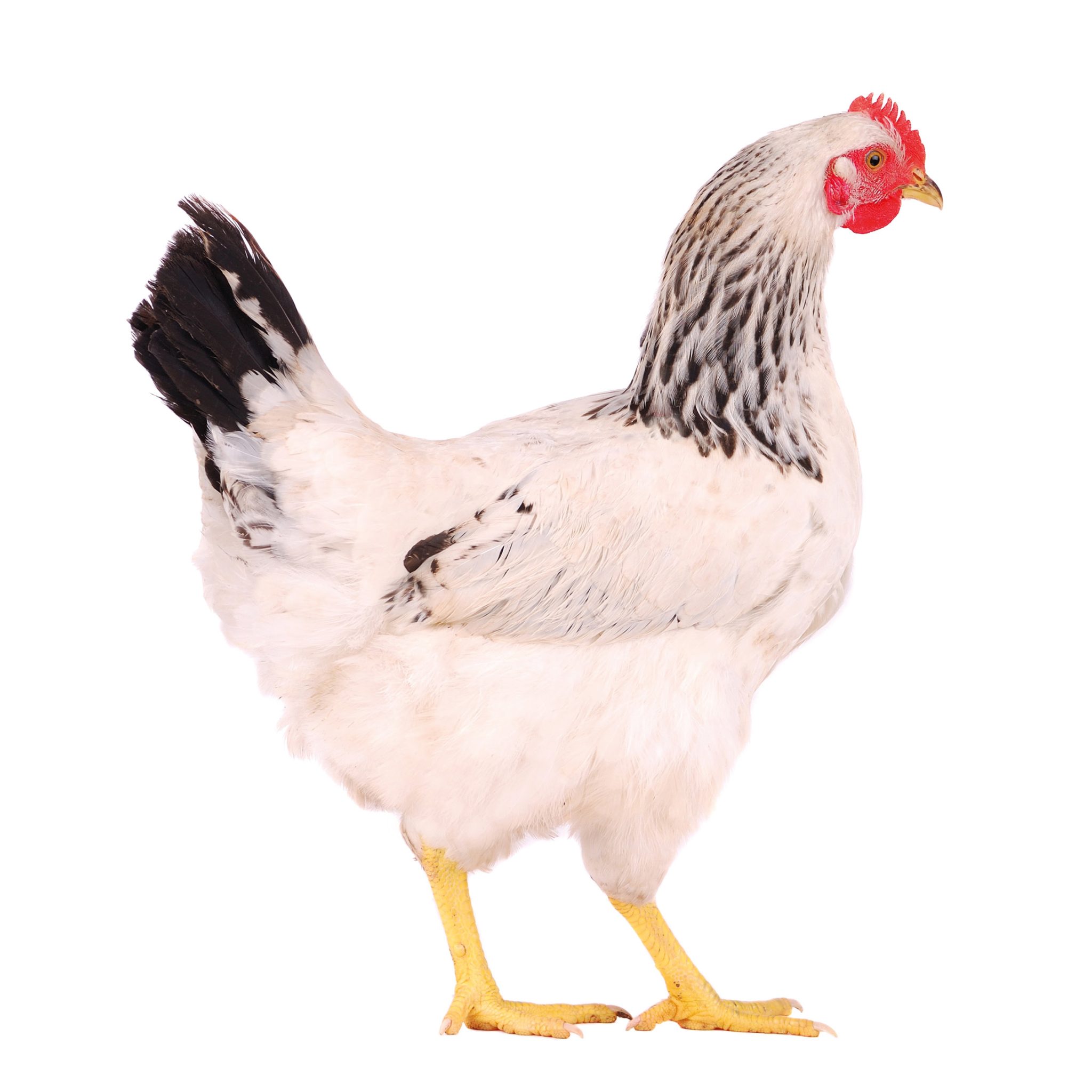 LES 10 MEILLEURES RACES DE POULES PONDEUSES