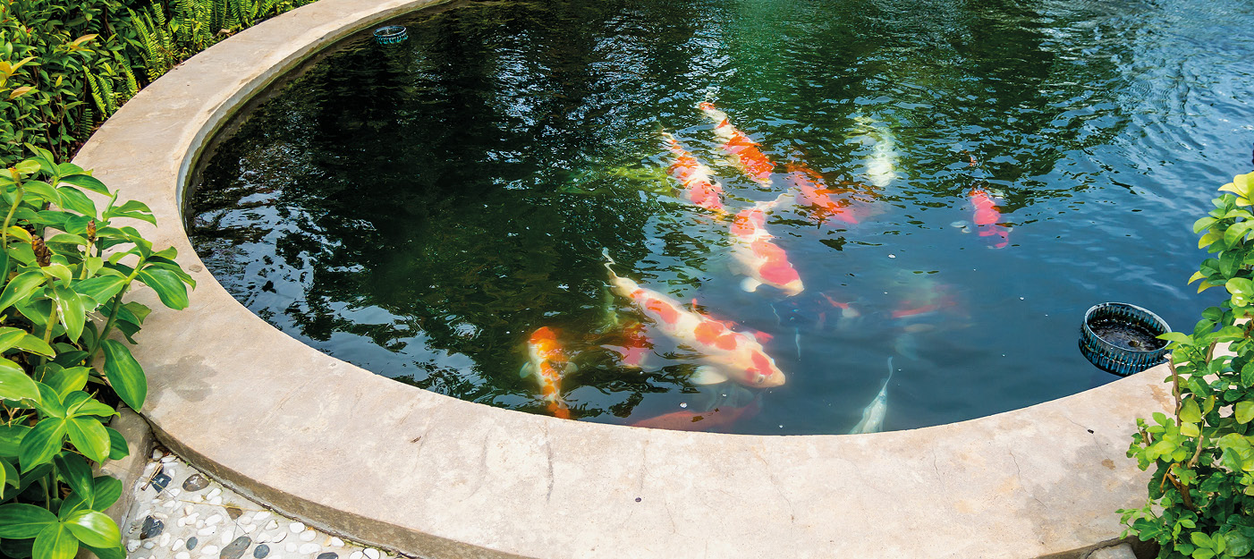 UN BASSIN DE POISSONS DANS SON JARDIN