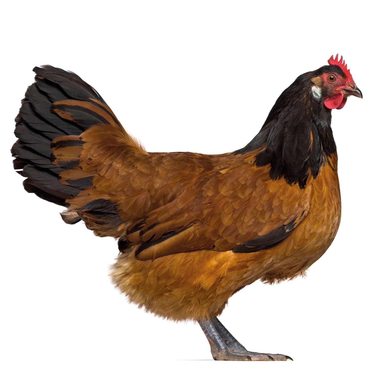 LES 10 MEILLEURES RACES DE POULES PONDEUSES