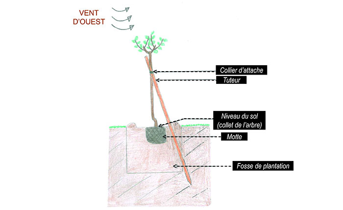 LES ARBRES FRUITIERS : LES CHOISIR, LES PLANTER