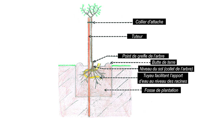 LES ARBRES FRUITIERS : LES CHOISIR, LES PLANTER